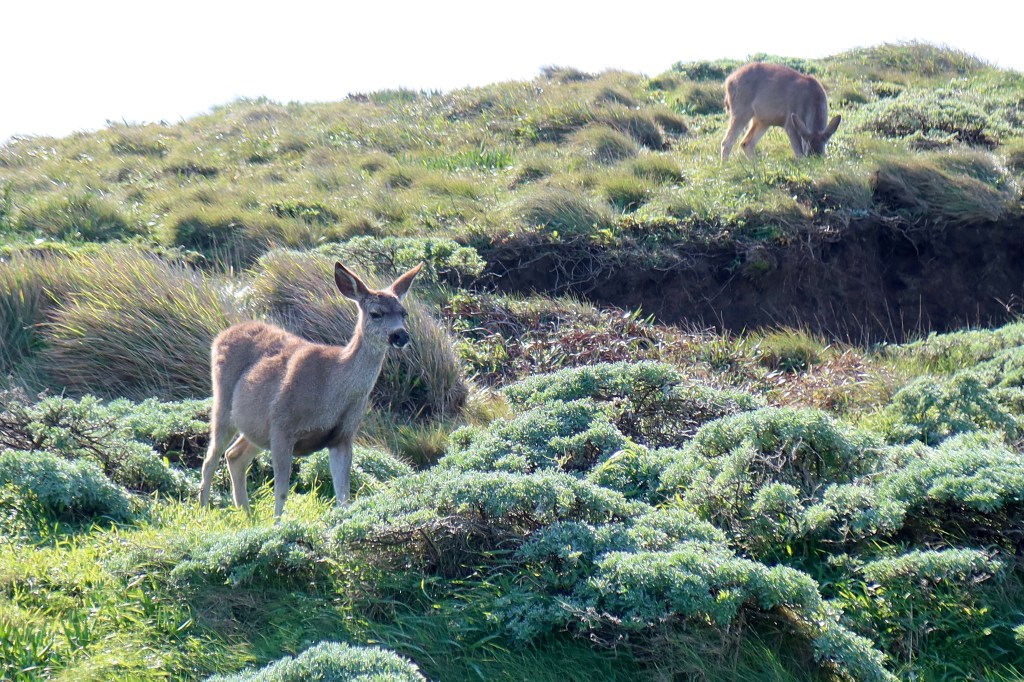 What to do in Point Reyes National Seashore with kids – Fragole e Mirtilli